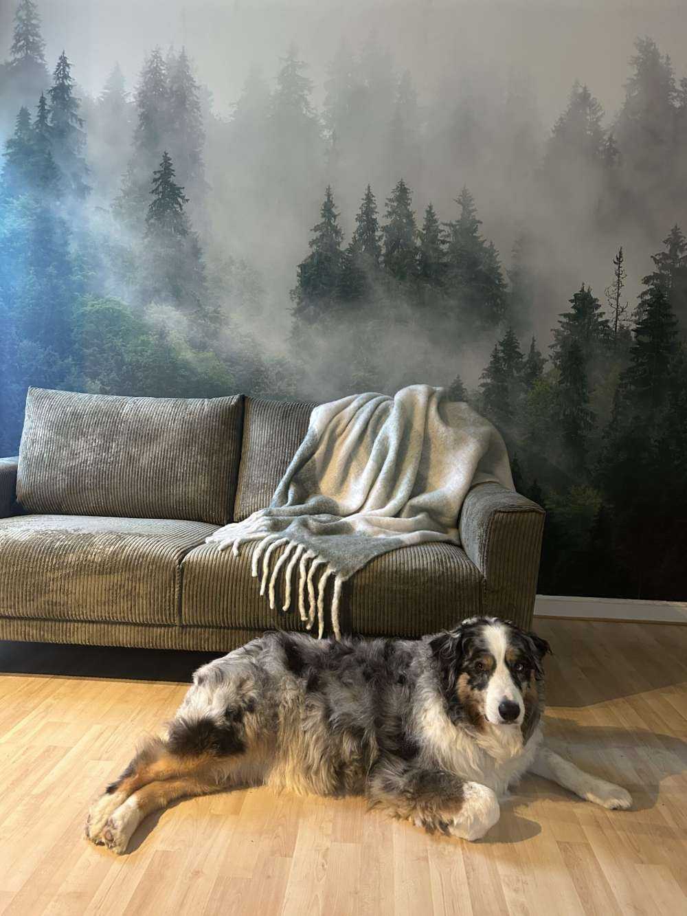 Fototapet - Foggy forest - Tapet.com